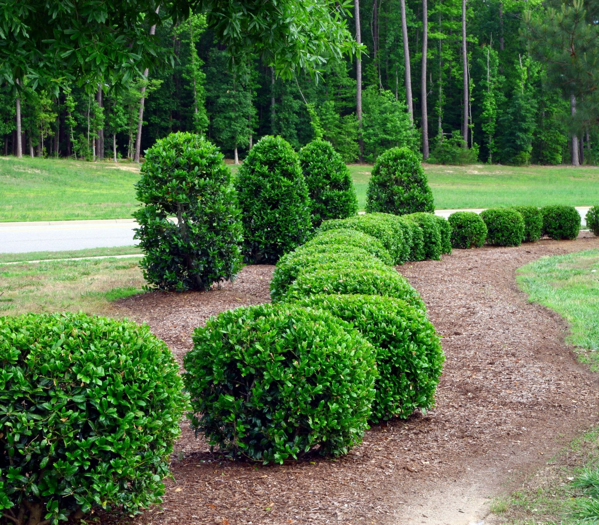 Shrub Pruning 3 Things That Can Save Your Plants Estate