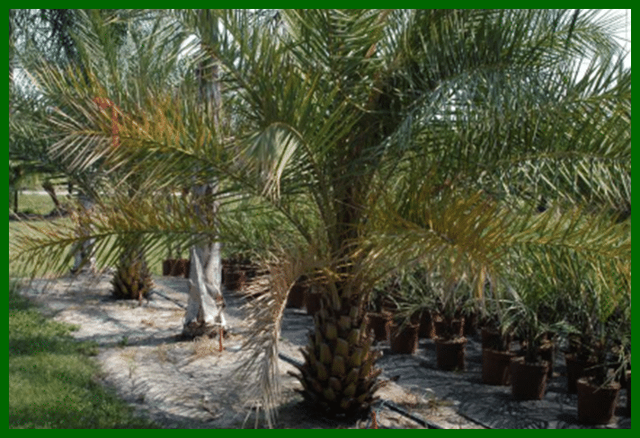 New Palm Diseases and Cold Damage - Estate
